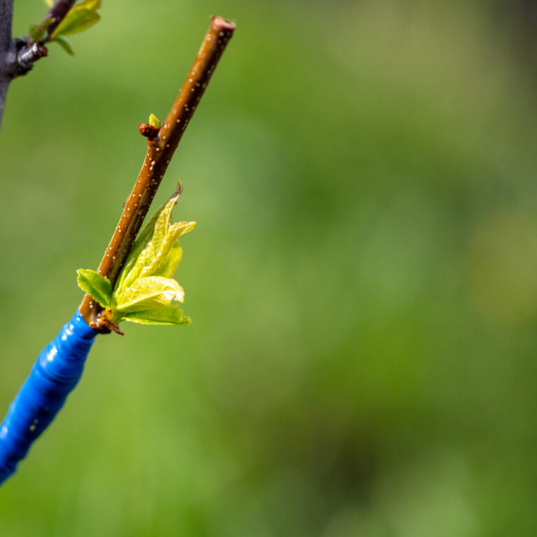 Top-Graft Plants – Crown Flora